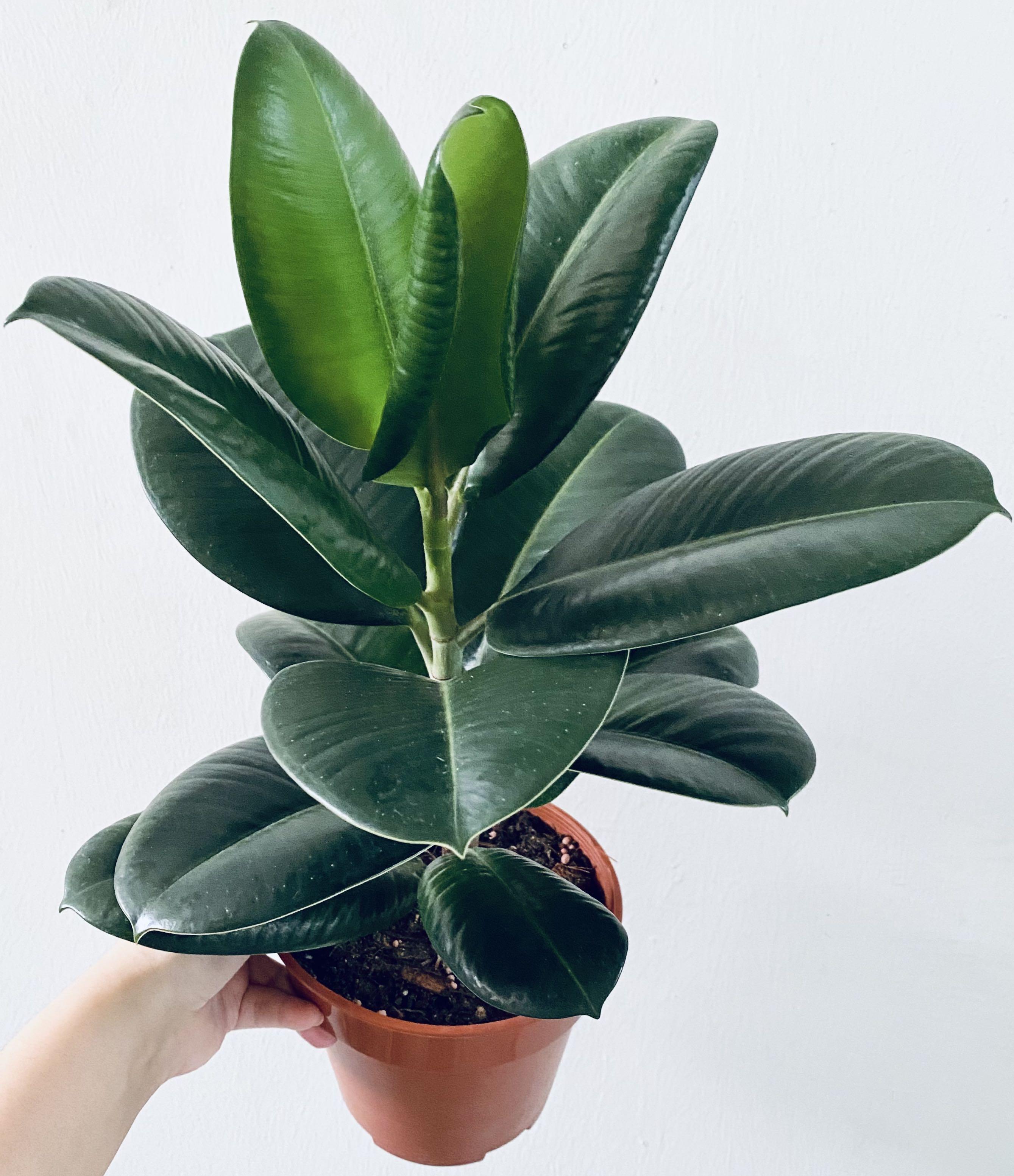 Ficus Elastica Robusta - Rubber Fig, Furniture & Home Living, Gardening ...