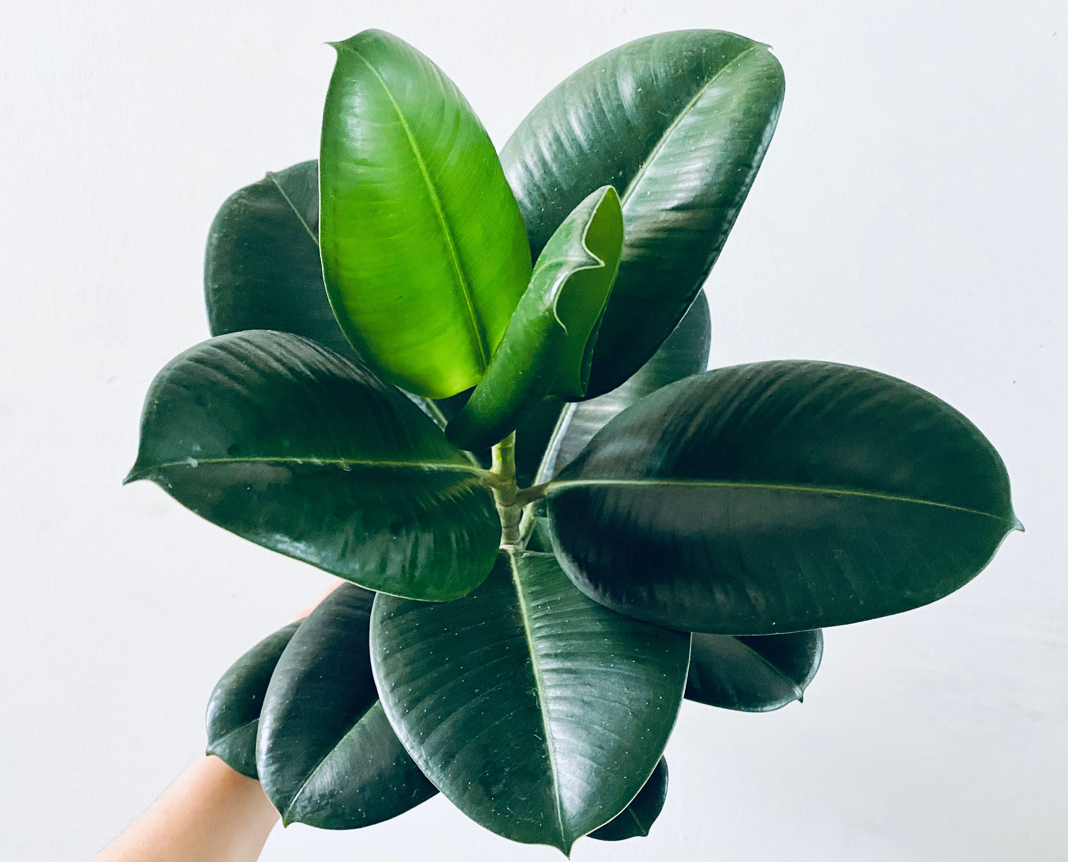 Ficus Elastica Robusta - Rubber Fig, Furniture & Home Living, Gardening ...