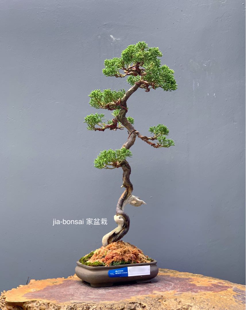 Japanese Bunjin Shimpaku Bonsai, Furniture & Home Living, Gardening ...
