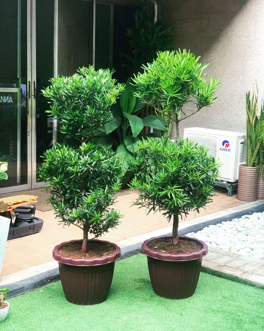 Maki Plant, Furniture & Home Living, Gardening, Plants & Seeds on Carousell