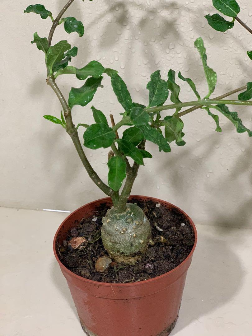 Rare Fockea Edulis, Furniture & Home Living, Gardening, Plants & Seeds ...