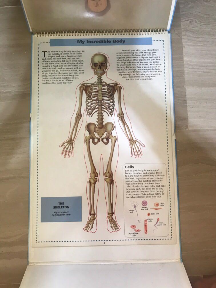Human body flip chart, Hobbies & Toys, Books & Magazines, Fiction & Non ...