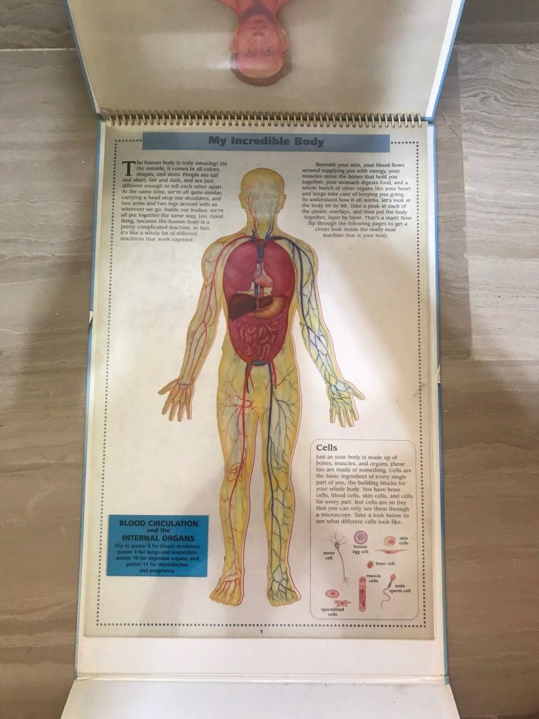 Human body flip chart, Hobbies & Toys, Books & Magazines, Fiction & Non ...