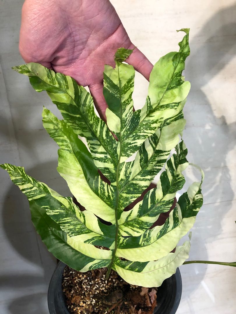 Variegated fern, Gardening, Plants on Carousell