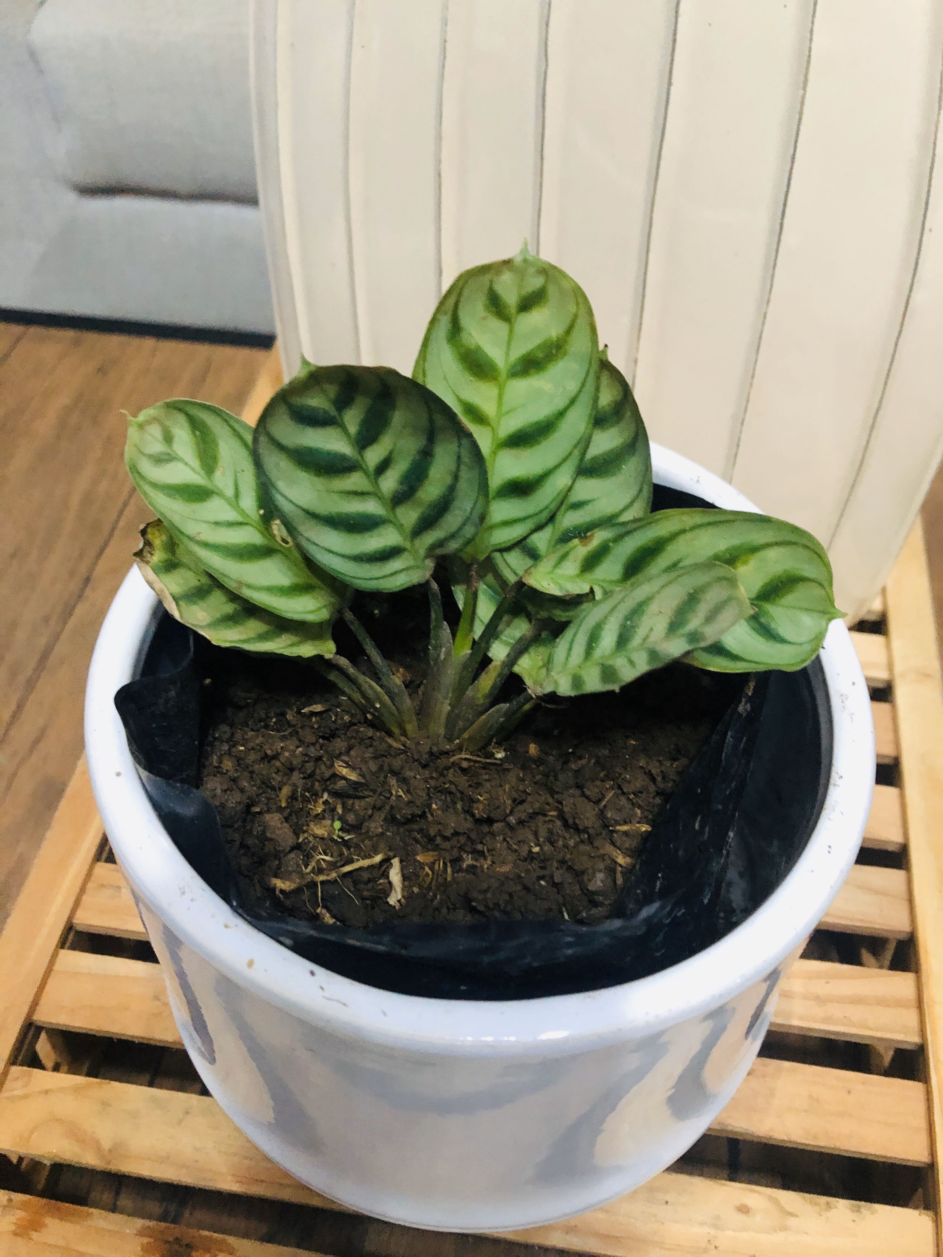 Calathea Burle Marxii Fishbone Indoor Plant, Furniture & Home Living ...