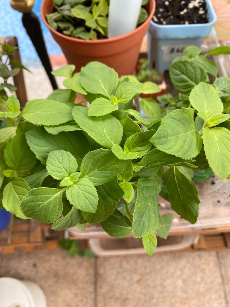 Japanese menthol mint cuttings, Furniture & Home Living, Gardening ...