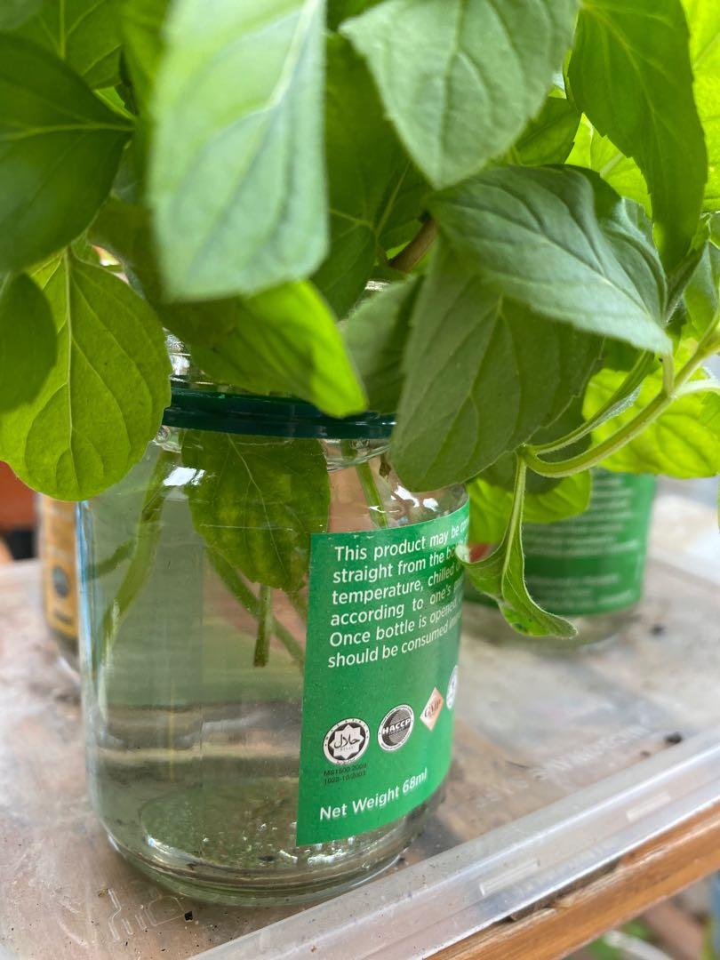 Japanese menthol mint cuttings, Furniture & Home Living, Gardening ...