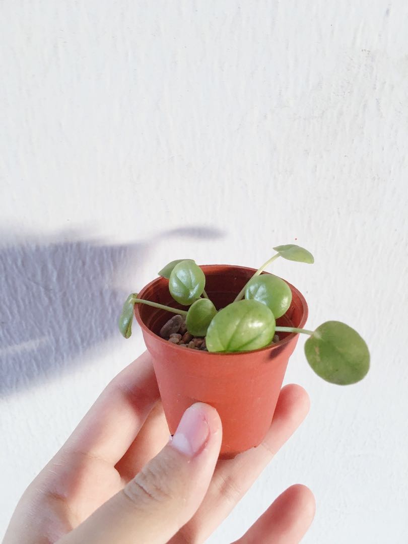 Mini pilea peperomiodes, Furniture & Home Living, Gardening, Plants ...