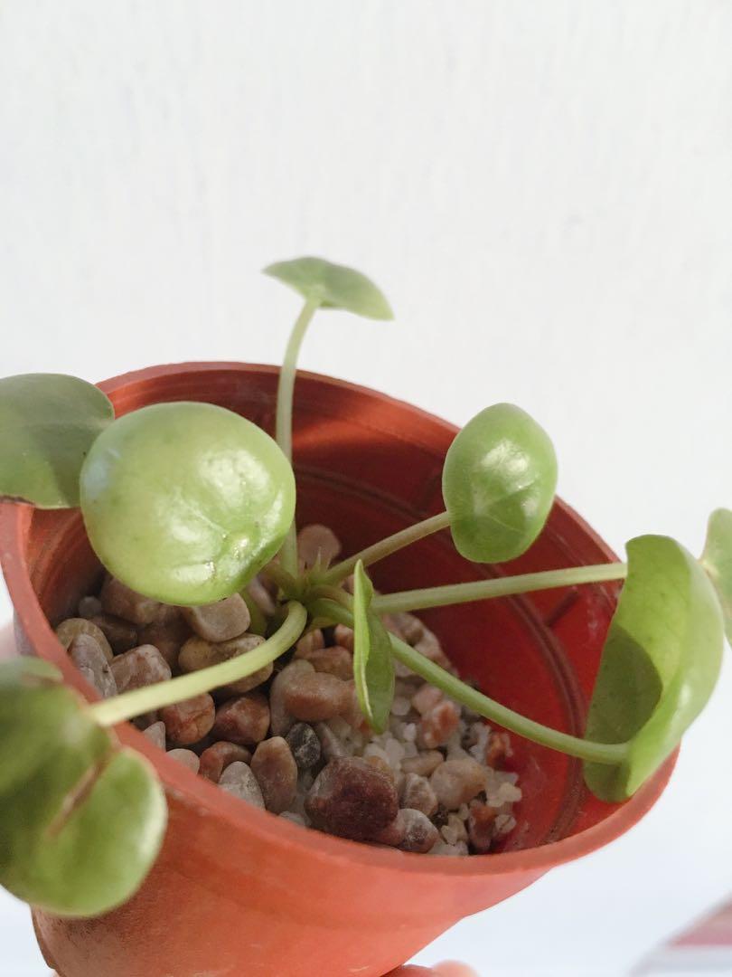 Mini pilea peperomiodes, Furniture & Home Living, Gardening, Plants ...