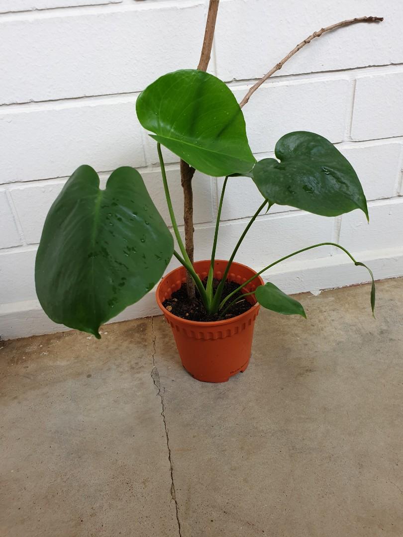 Monstera Deliciosa (Baby), Furniture & Home Living, Gardening, Plants ...