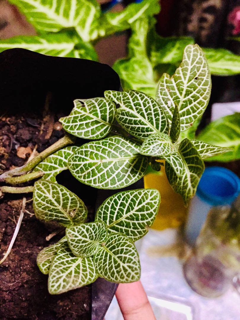 Mosaic plant Nerve plant Fittonia silver, Furniture & Home Living ...