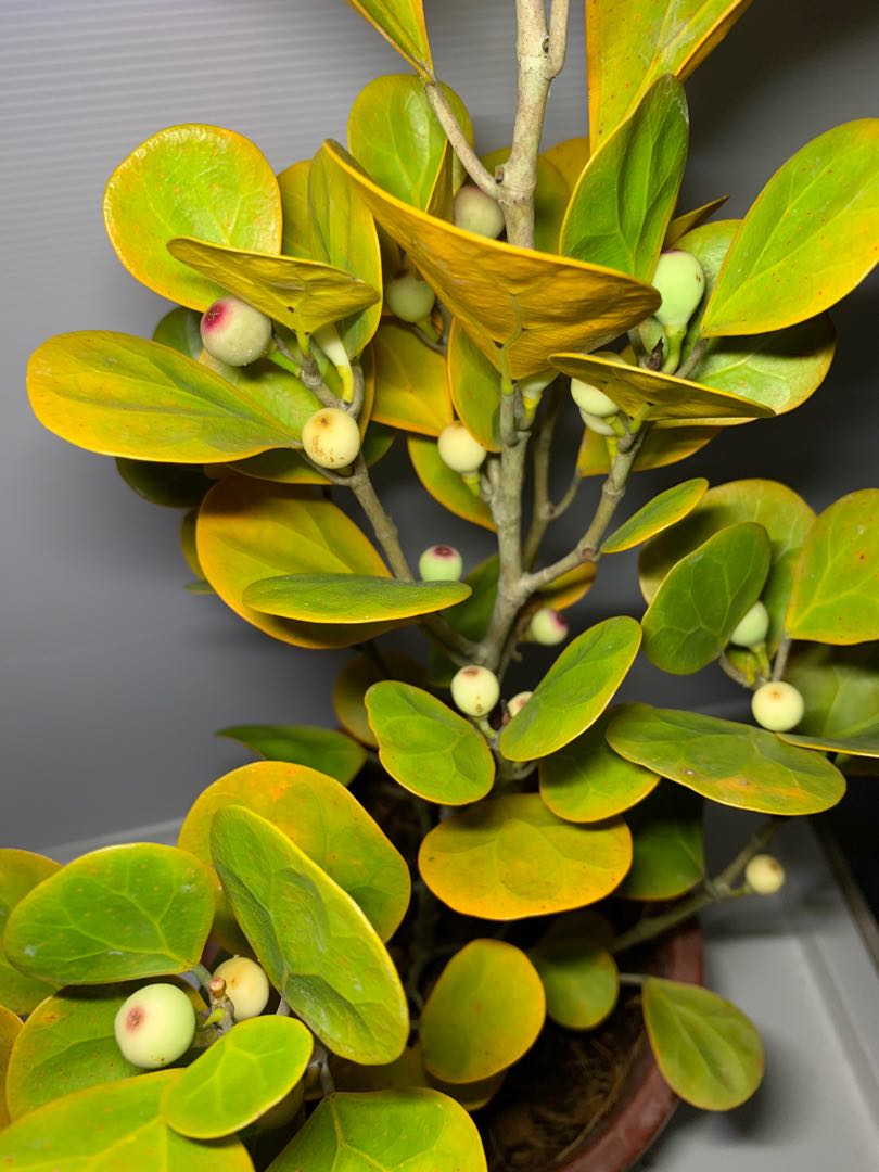 Ficus Deltoidea (Golden Form), Furniture & Home Living, Gardening ...
