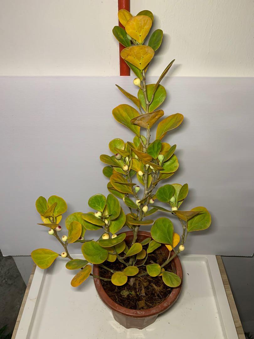 Ficus Deltoidea (Golden Form), Furniture & Home Living, Gardening ...