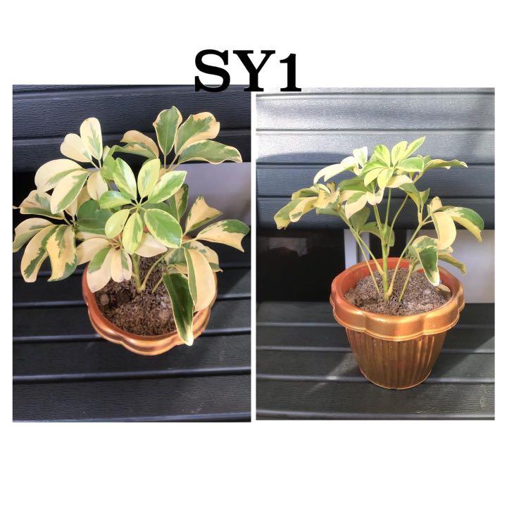 Schefflera/Saplera (dwarf umbrella tree) #indoor, Furniture & Home ...