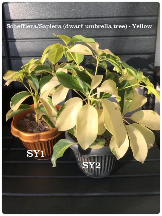 Schefflera/Saplera (dwarf umbrella tree) #indoor, Furniture & Home ...