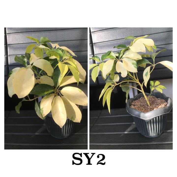 Schefflera/Saplera (dwarf umbrella tree) #indoor, Furniture & Home ...