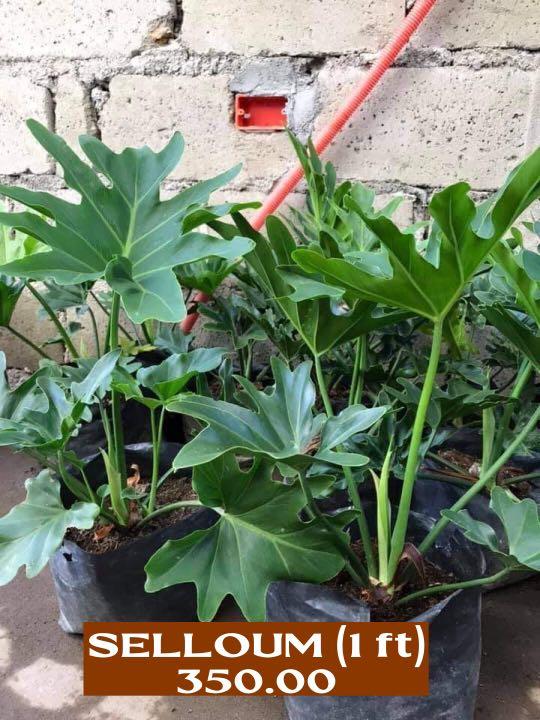 Selloum plant, Furniture & Home Living, Gardening, Plants & Seeds on ...