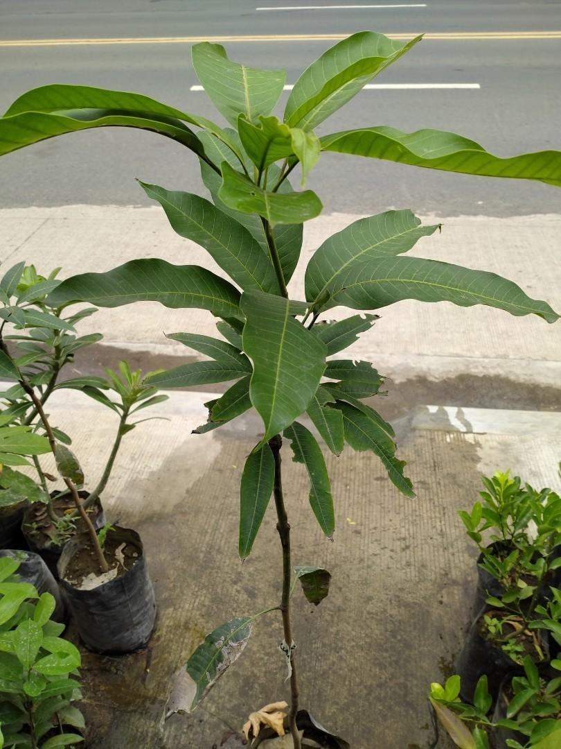 Choconan Mango, Furniture & Home Living, Gardening, Plants & Seeds on ...