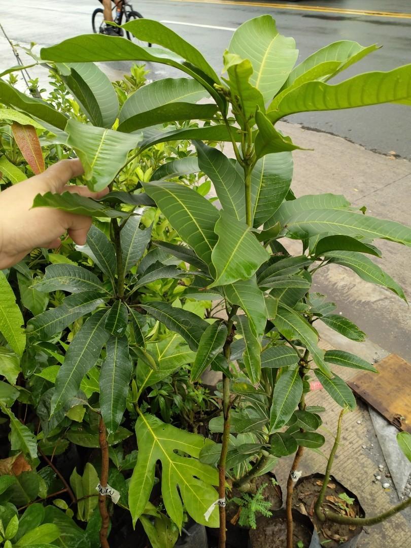 Choconan Mango, Furniture & Home Living, Gardening, Plants & Seeds on ...