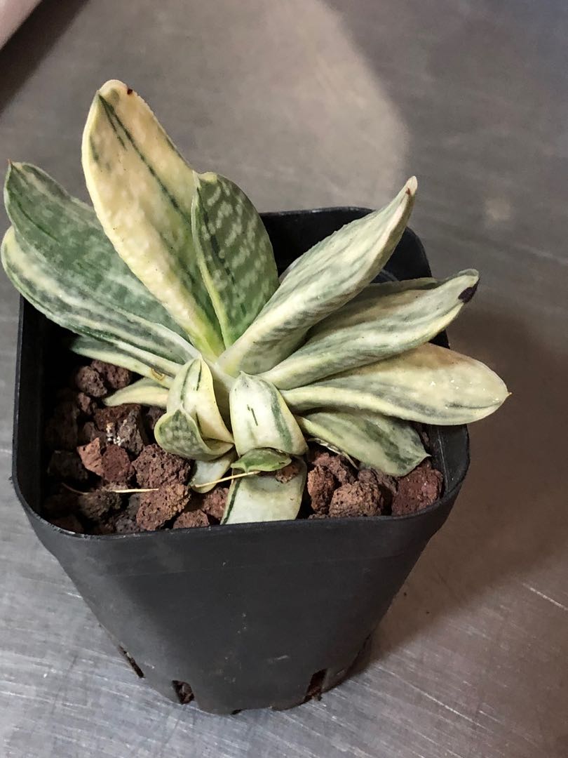 Variegated Gasteria Ox tongue, Furniture & Home Living, Gardening ...