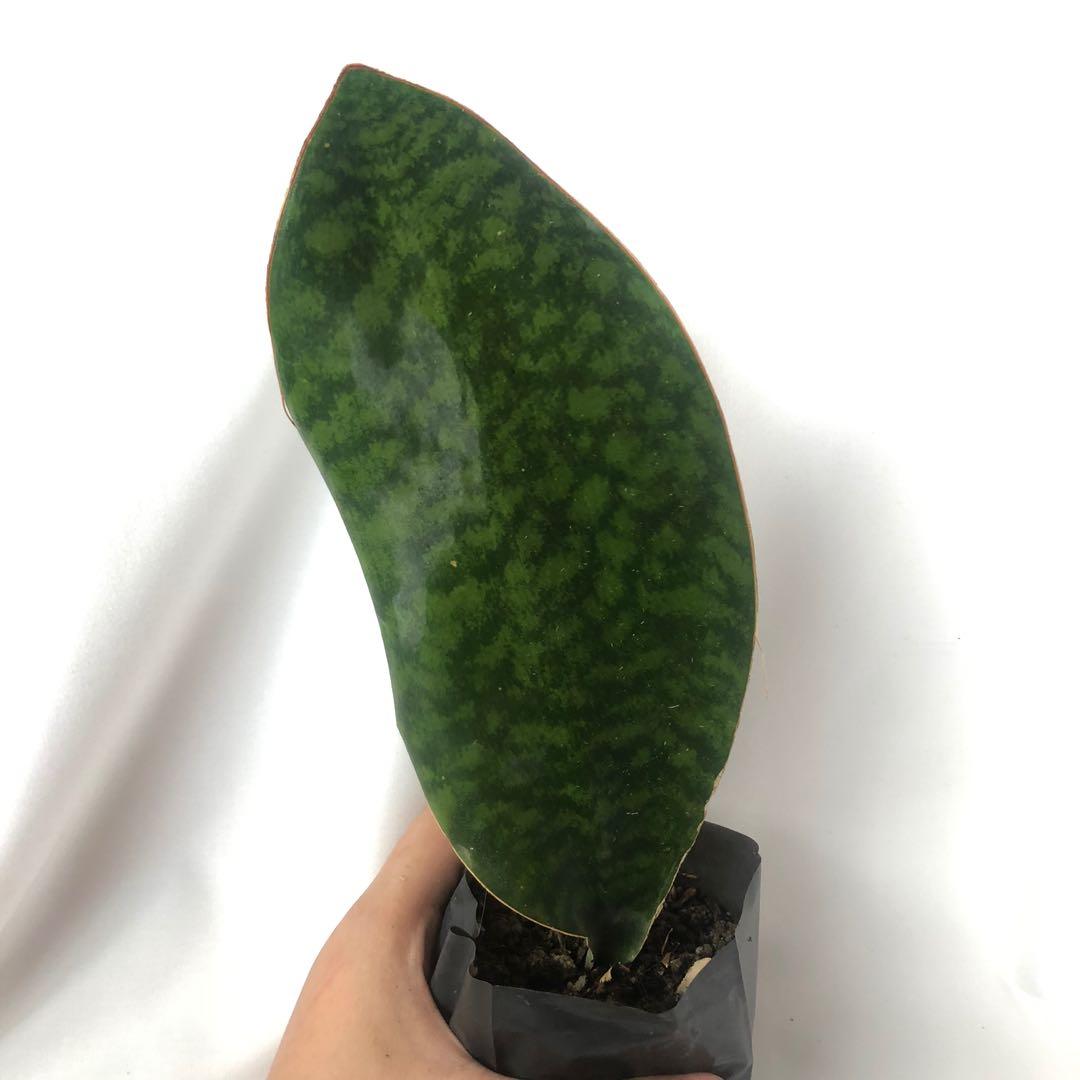 Big size Shark Fin Snake plant, Furniture & Home Living, Gardening ...