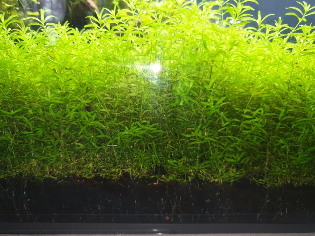 Pearlweed (hemianthus micranthemoides) for sale, Furniture & Home ...