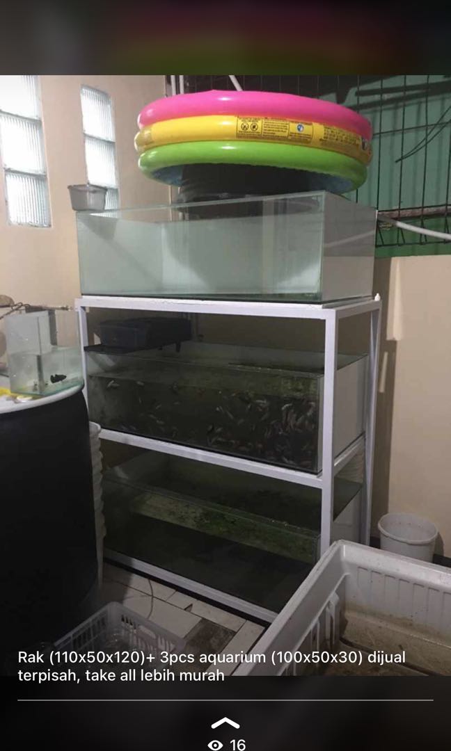 Rak dan solitaire ikan, Perlengkapan Hewan, Aksesoris Hewan di Carousell