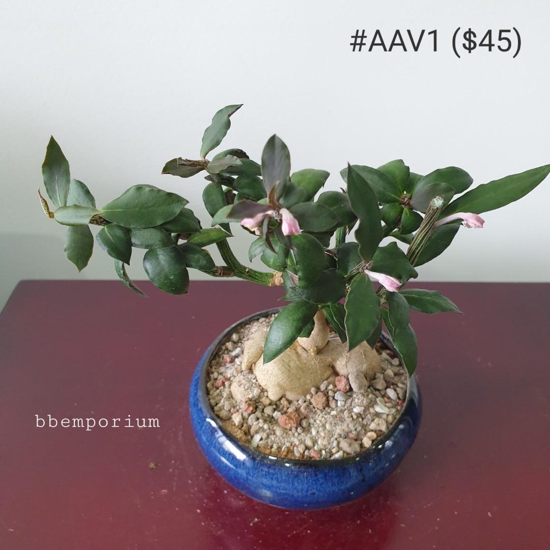 Mini Red Monadenium Bonsai, Furniture & Home Living, Gardening, Plants ...