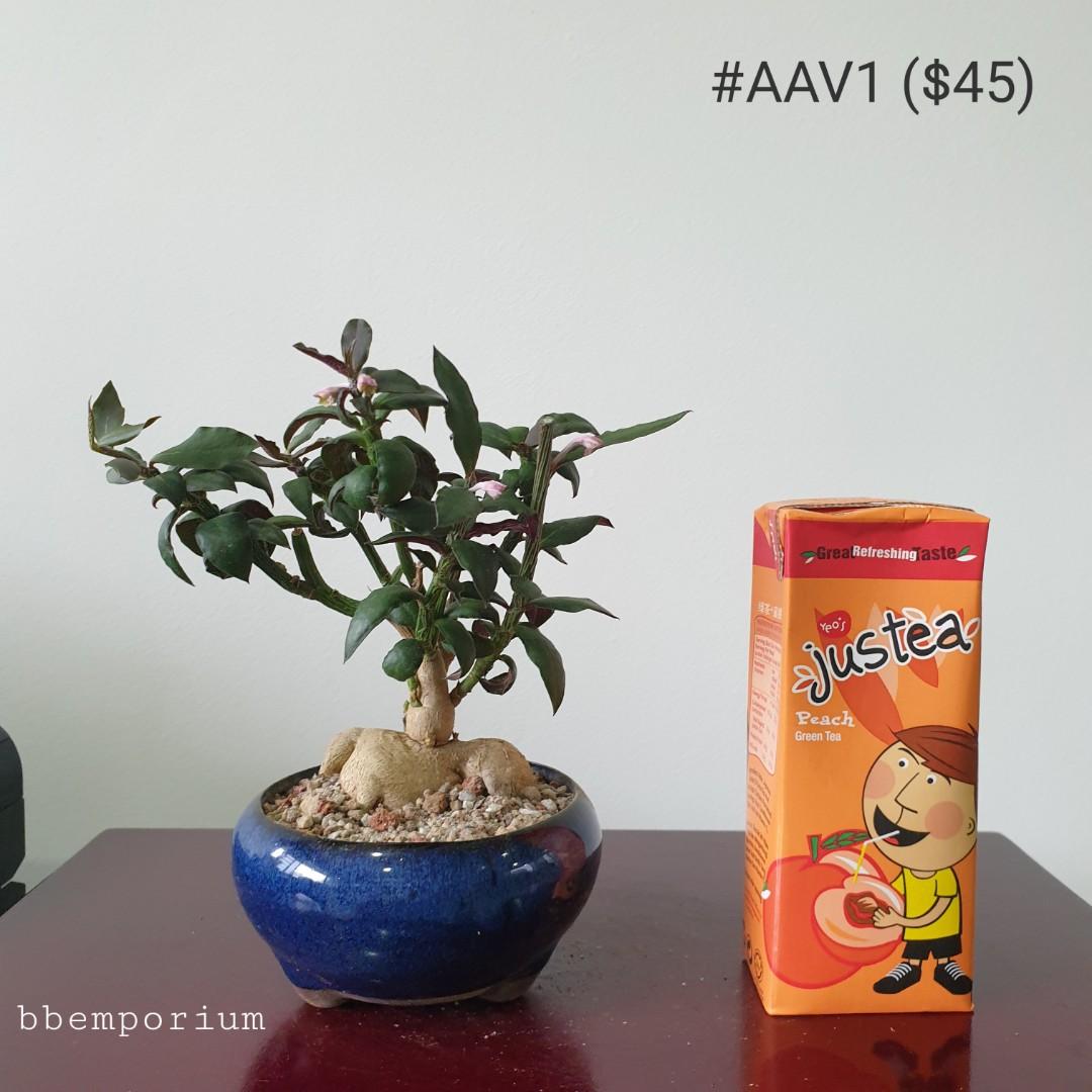 Mini Red Monadenium Bonsai, Furniture & Home Living, Gardening, Plants ...