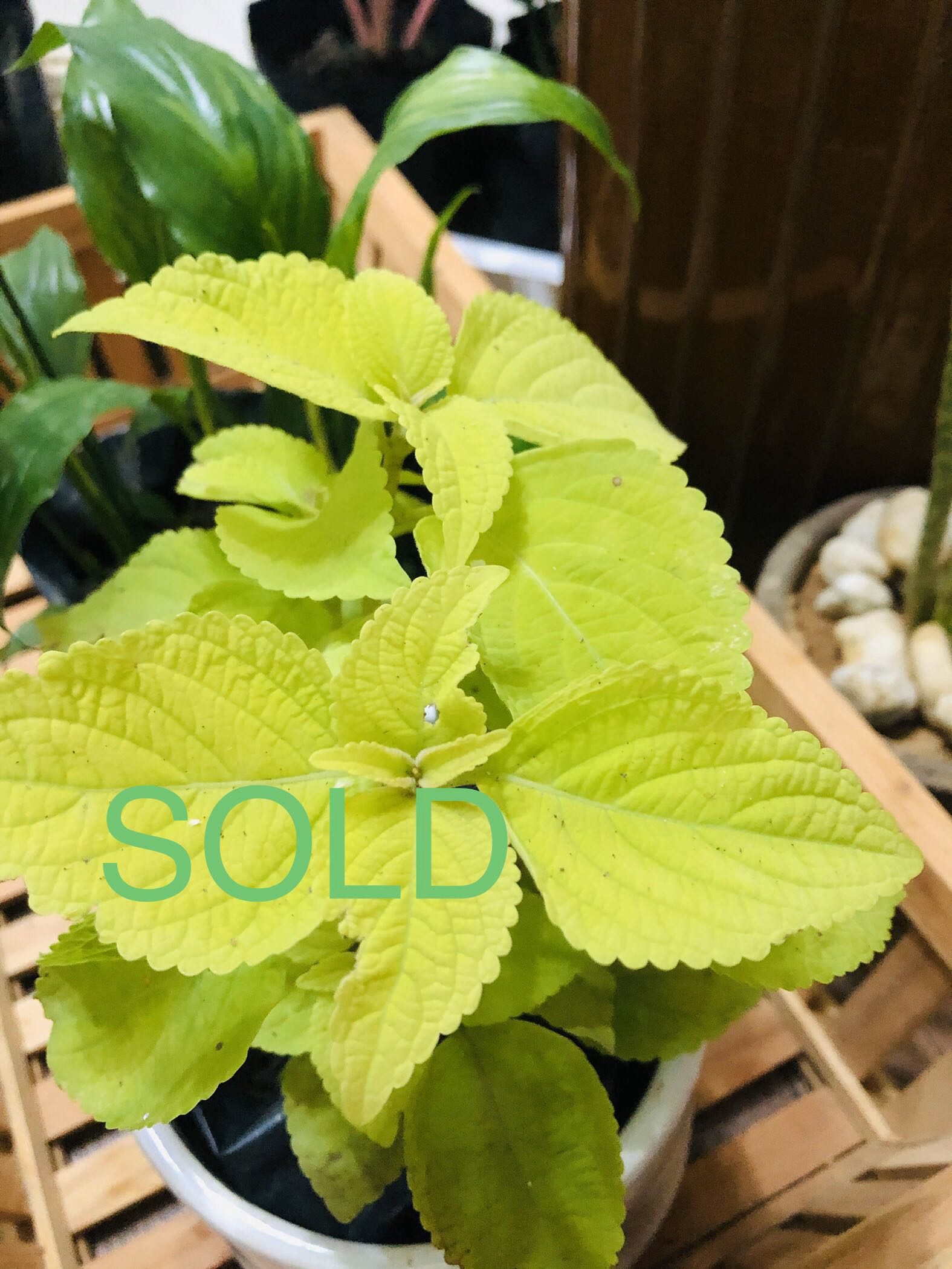 Neon Mayana - Wizard Golden Coleus - Mayana Plant Lime Variety ...