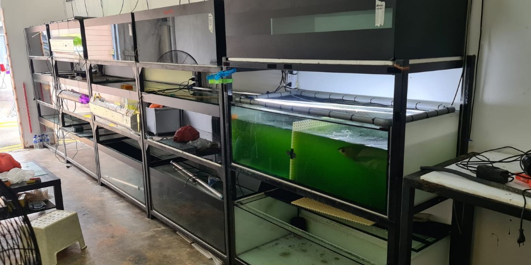 4 ft 3 tier fish tank, Pet Supplies, Homes & Other Pet Accessories on ...