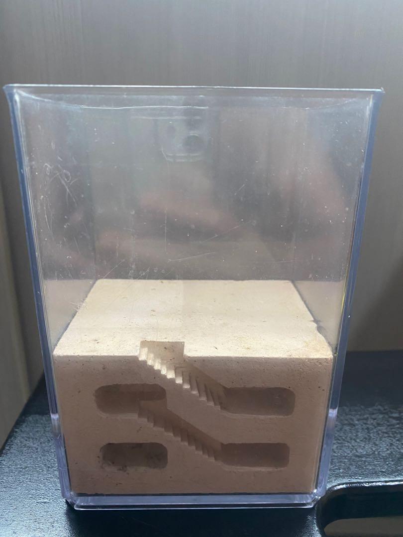 ant standing formicarium plaster, Pet Supplies, Homes & Other Pet ...
