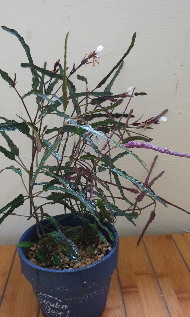 hemigraphis repanda, Strobilanthes, Dragon's Tongue, Narrow Flame Leaf ...