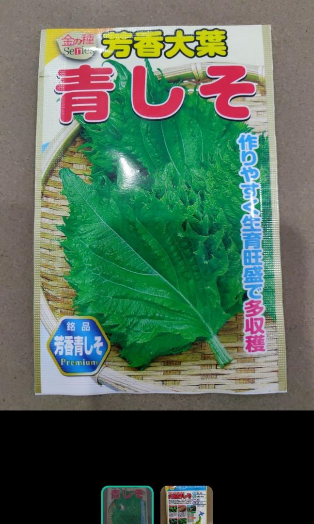 Korean shiso or japanese shiso perilla Kkaenip/Ggaenip plants ...