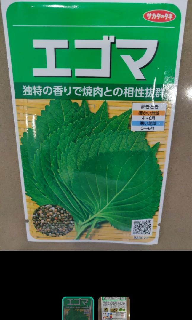 Korean shiso or japanese shiso perilla Kkaenip/Ggaenip plants ...