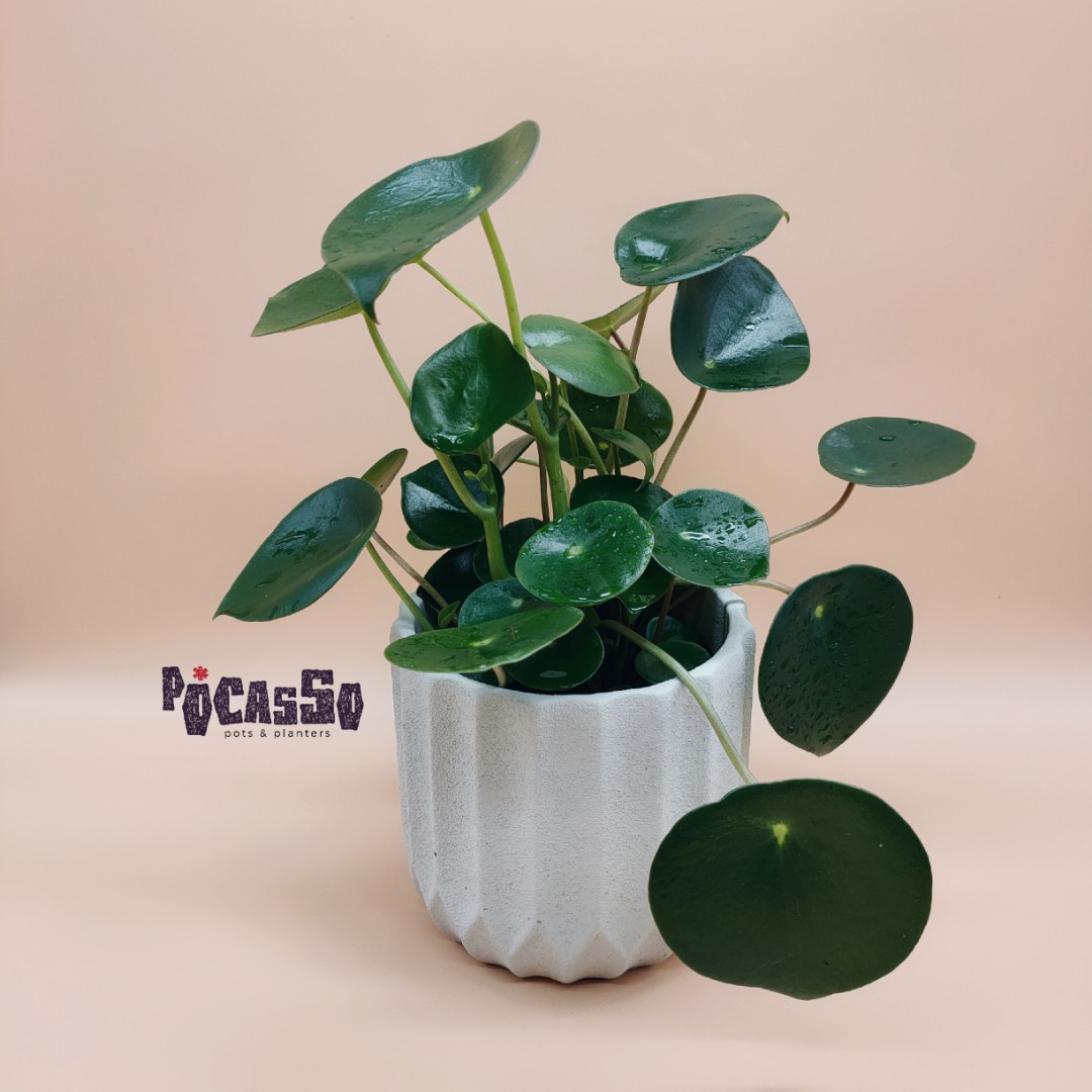 LINEAR POTS, Furniture & Home Living, Gardening, Pots & Planters on ...