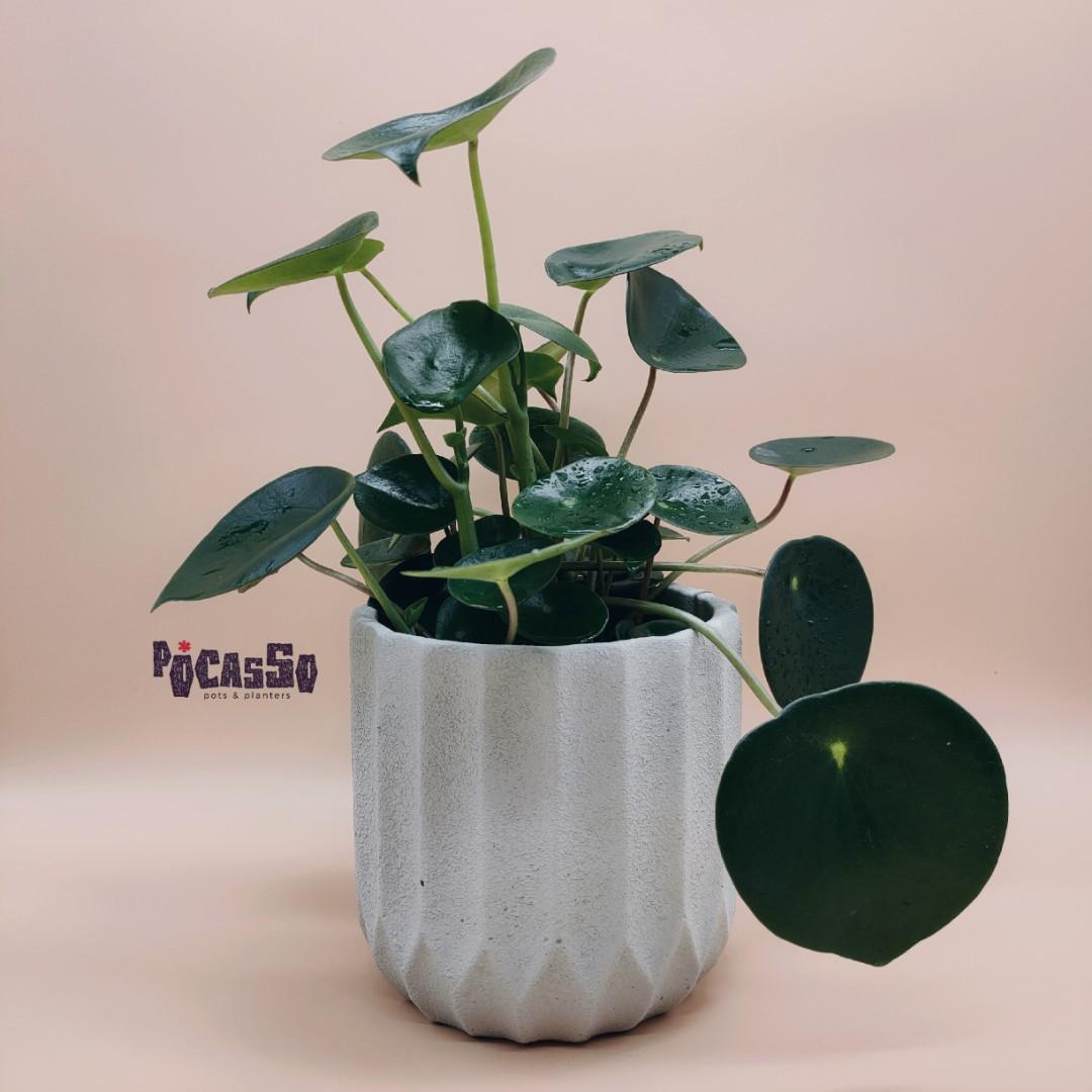 LINEAR POTS, Furniture & Home Living, Gardening, Pots & Planters on ...