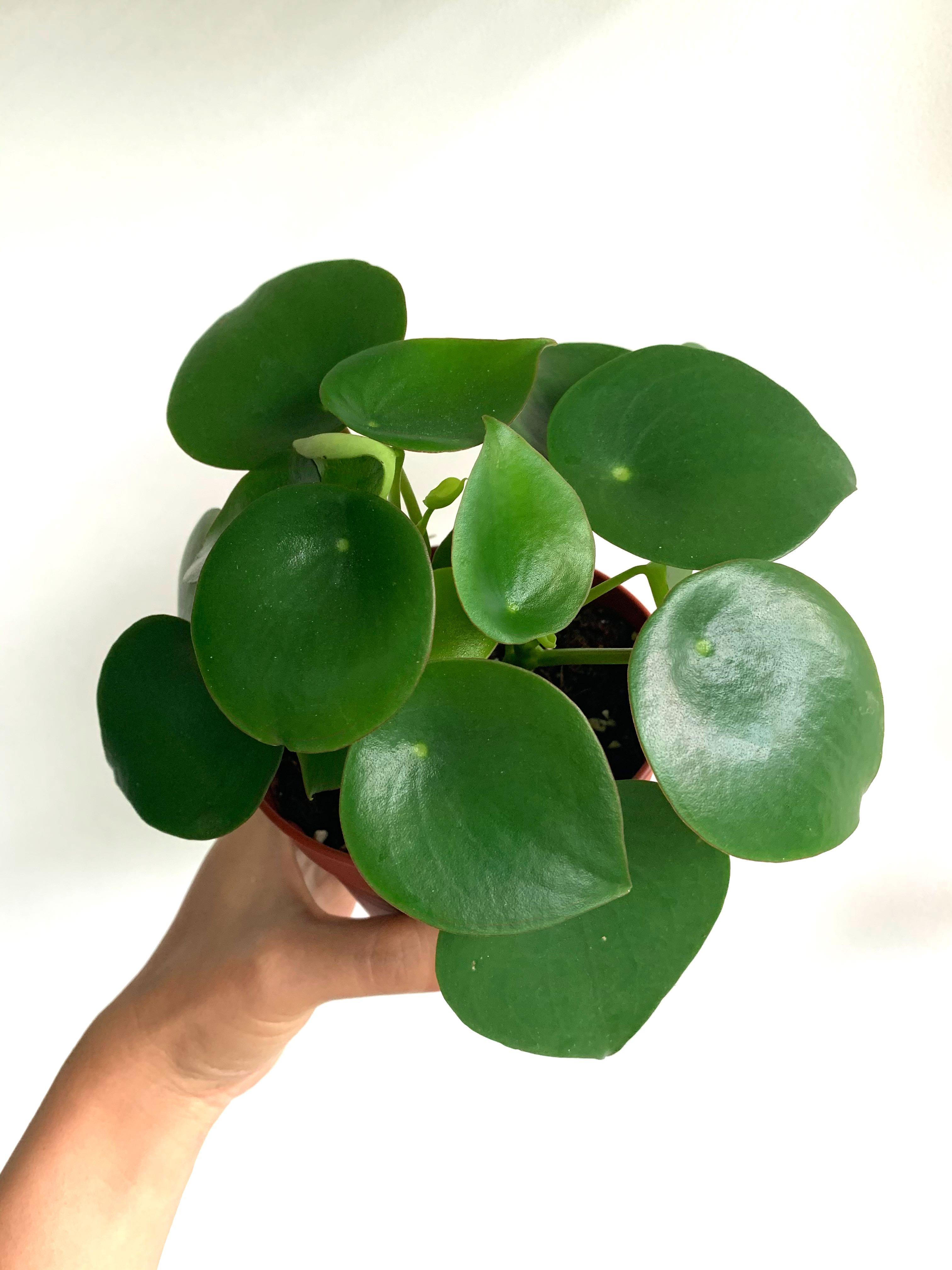 Peperomia Polybotrya, Furniture & Home Living, Gardening, Plants ...