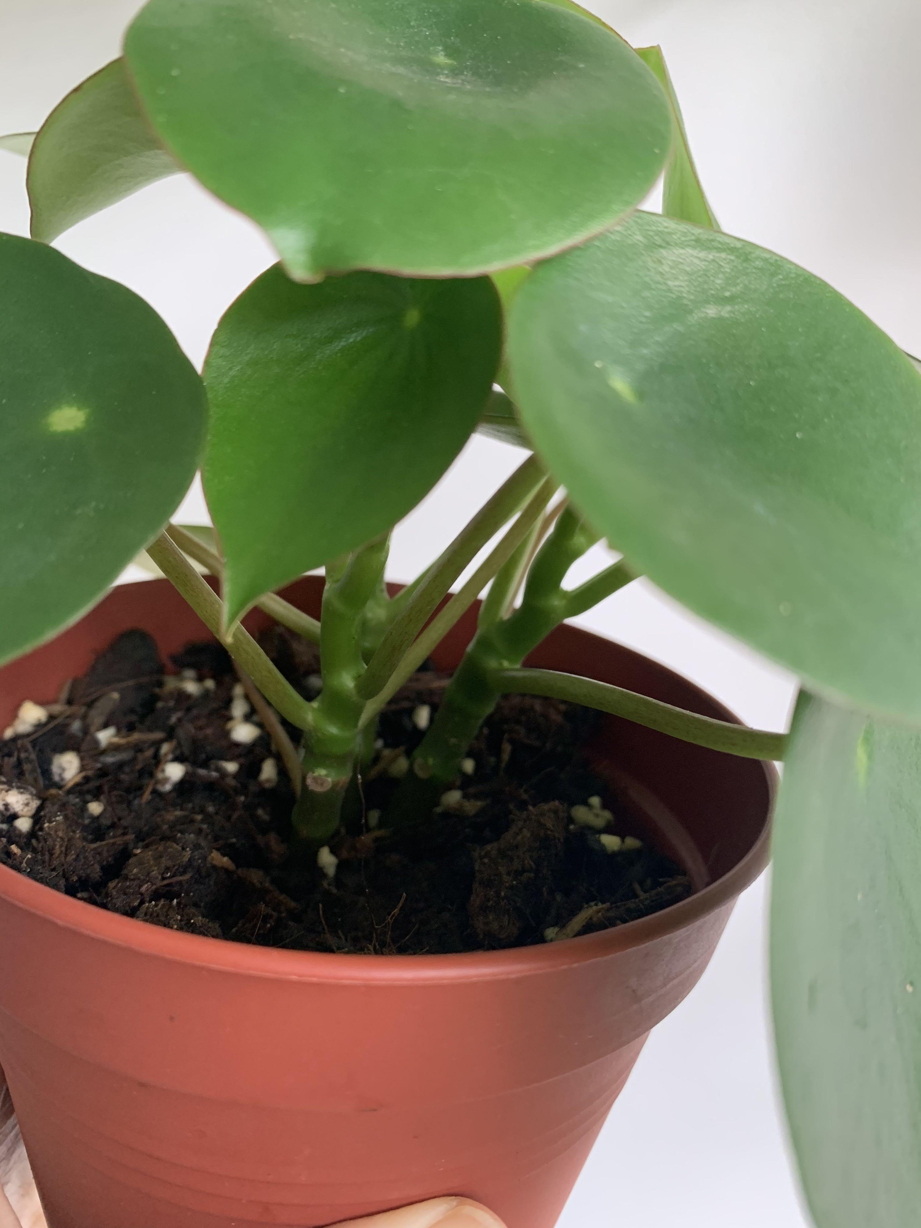 Peperomia Polybotrya, Furniture & Home Living, Gardening, Plants ...