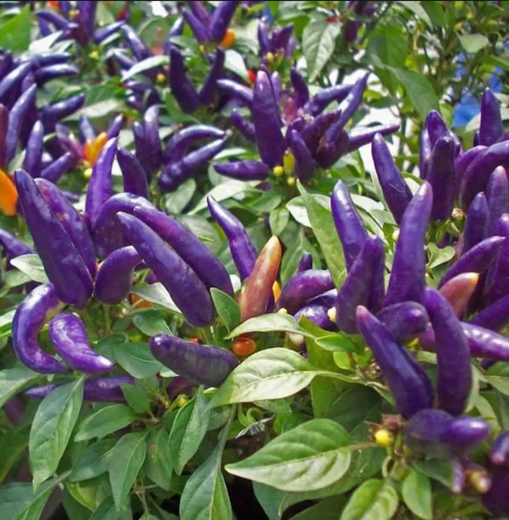 Purple sili chili pepper sili labuyo, Furniture & Home Living ...