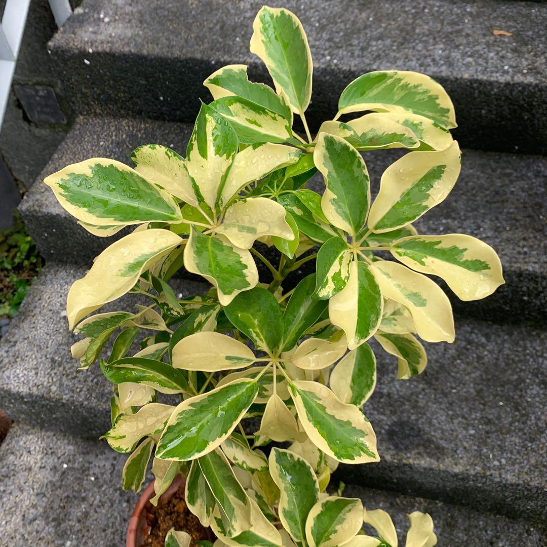 Dwarf Schefflera Arboricola var (Gold Capella), Furniture & Home Living ...