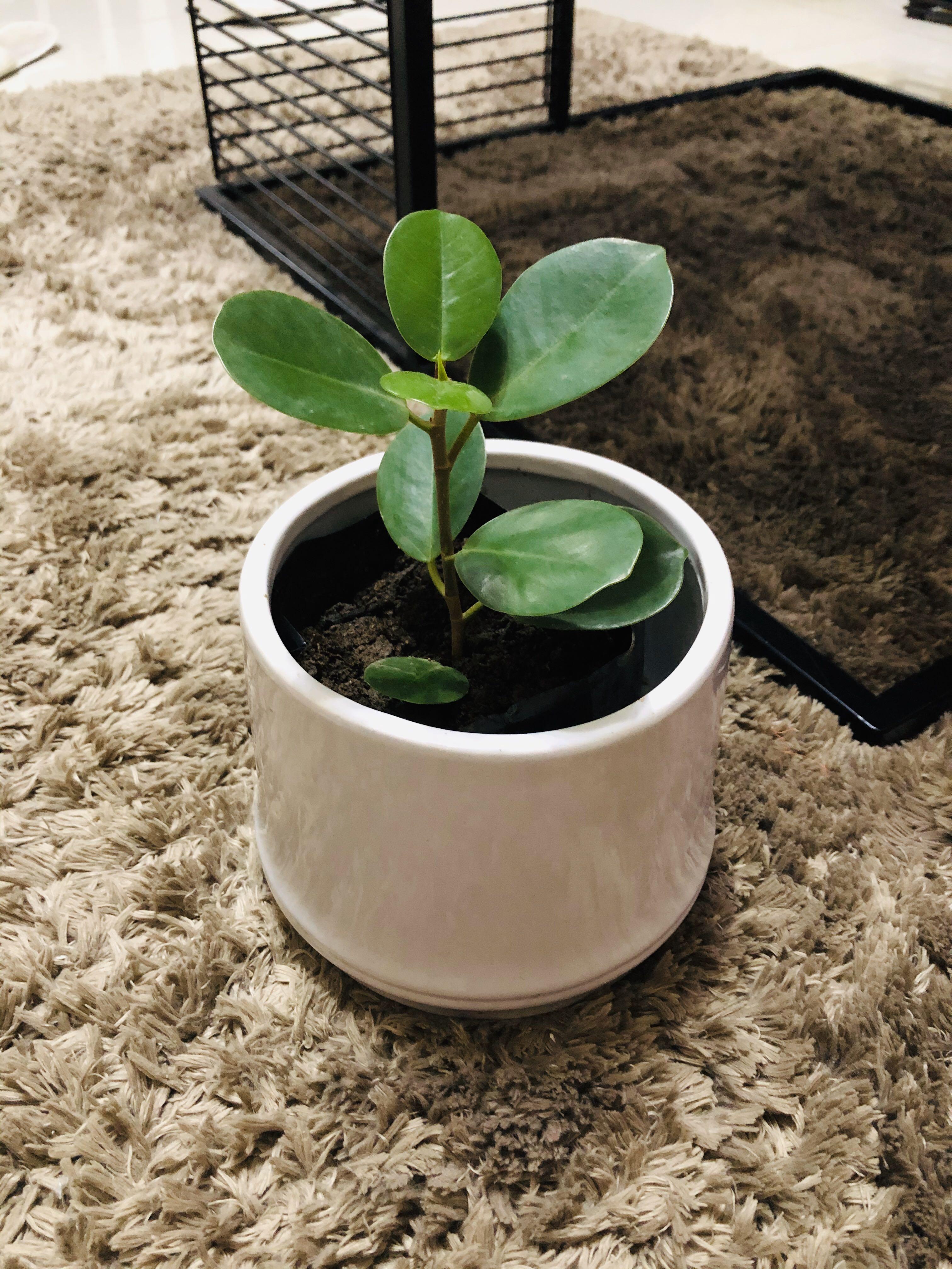 Ficus Nana / Baby Ficus Rubber Plant, Furniture & Home Living ...