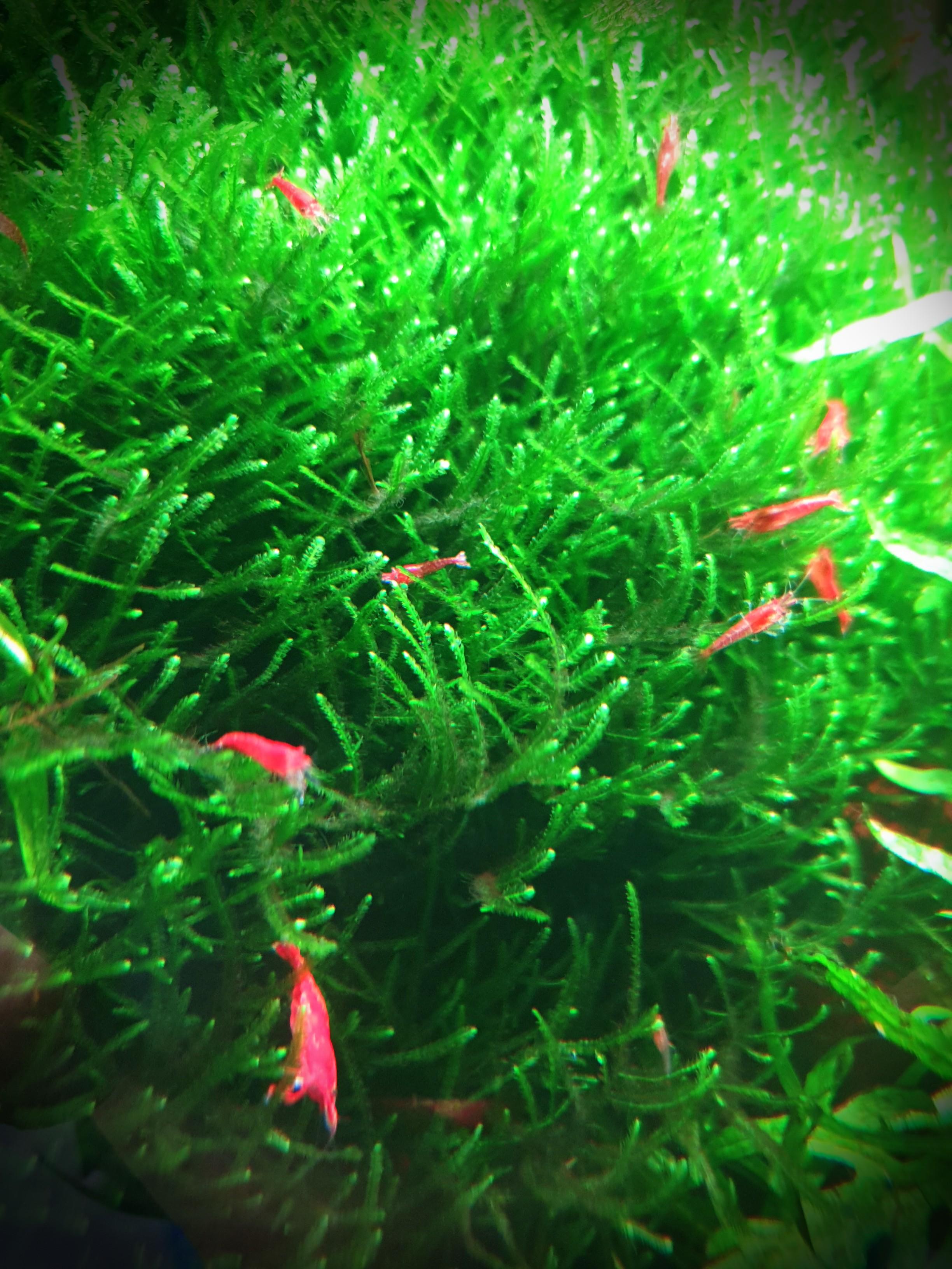 Flame & Anchor Moss - Aquatic Plants for planted tank, Pet Supplies ...