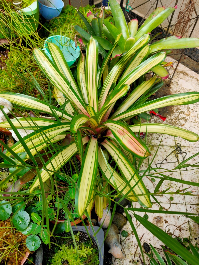 Large variegated bromeliad $15, Furniture & Home Living, Gardening ...