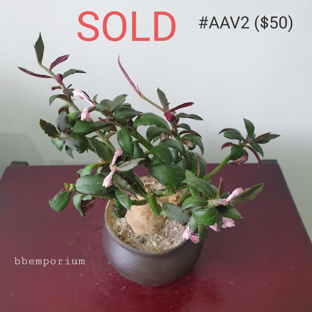 Mini Red Monadenium Bonsai, Furniture & Home Living, Gardening, Plants ...