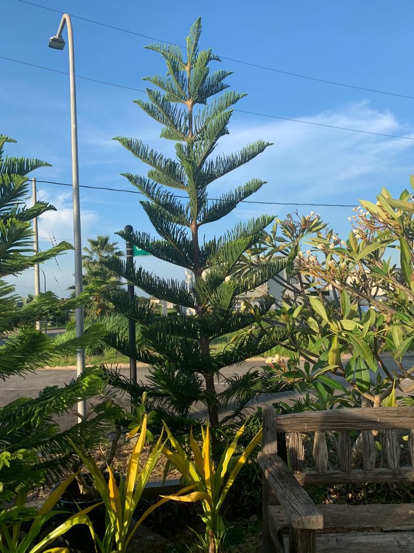 Pine tree 12 feet, Furniture & Home Living, Gardening, Plants & Seeds ...