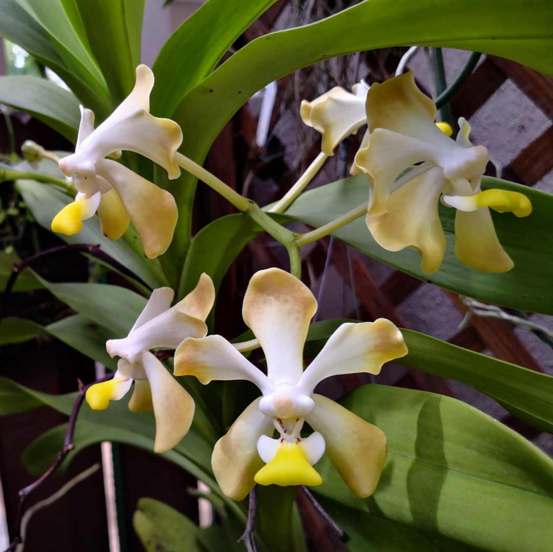 Vanda dearei, Furniture & Home Living, Gardening, Plants & Seeds on ...