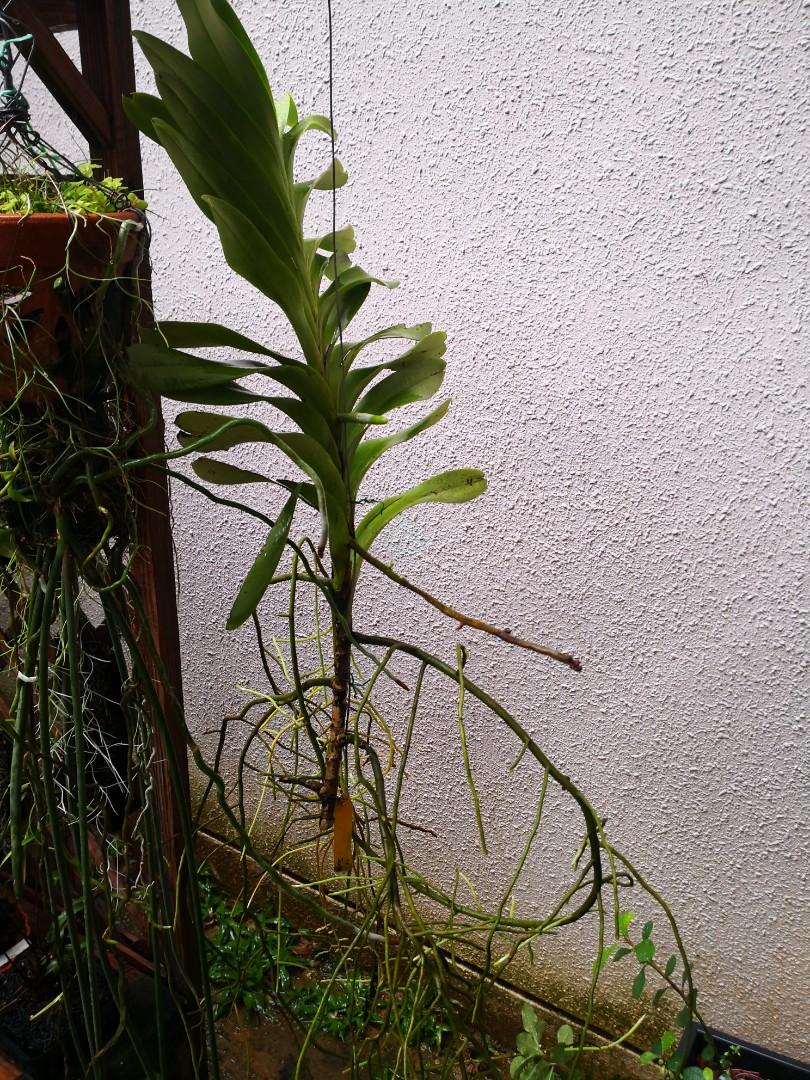 Vanda dearei, Furniture & Home Living, Gardening, Plants & Seeds on ...
