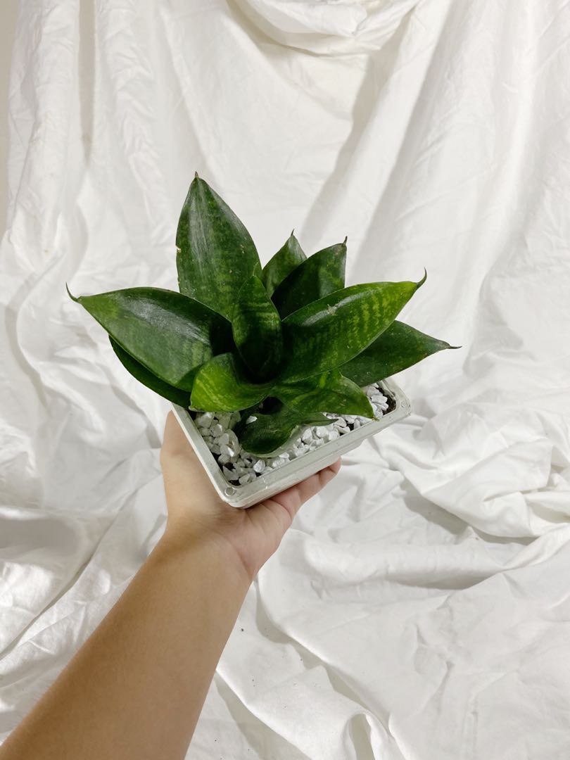 Dwarf Snake Plant (Potted), Furniture & Home Living, Gardening, Plants ...