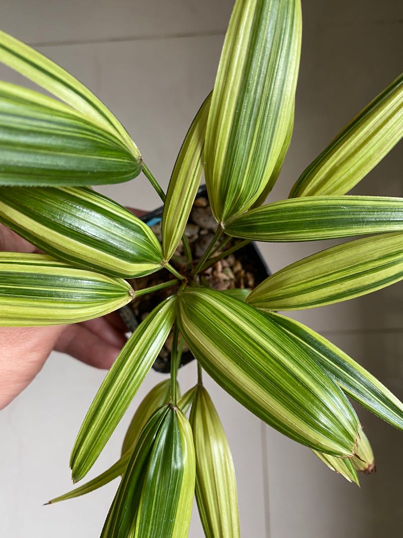 Dwarf Variegated Rhapis Ayahime, Furniture & Home Living, Gardening ...